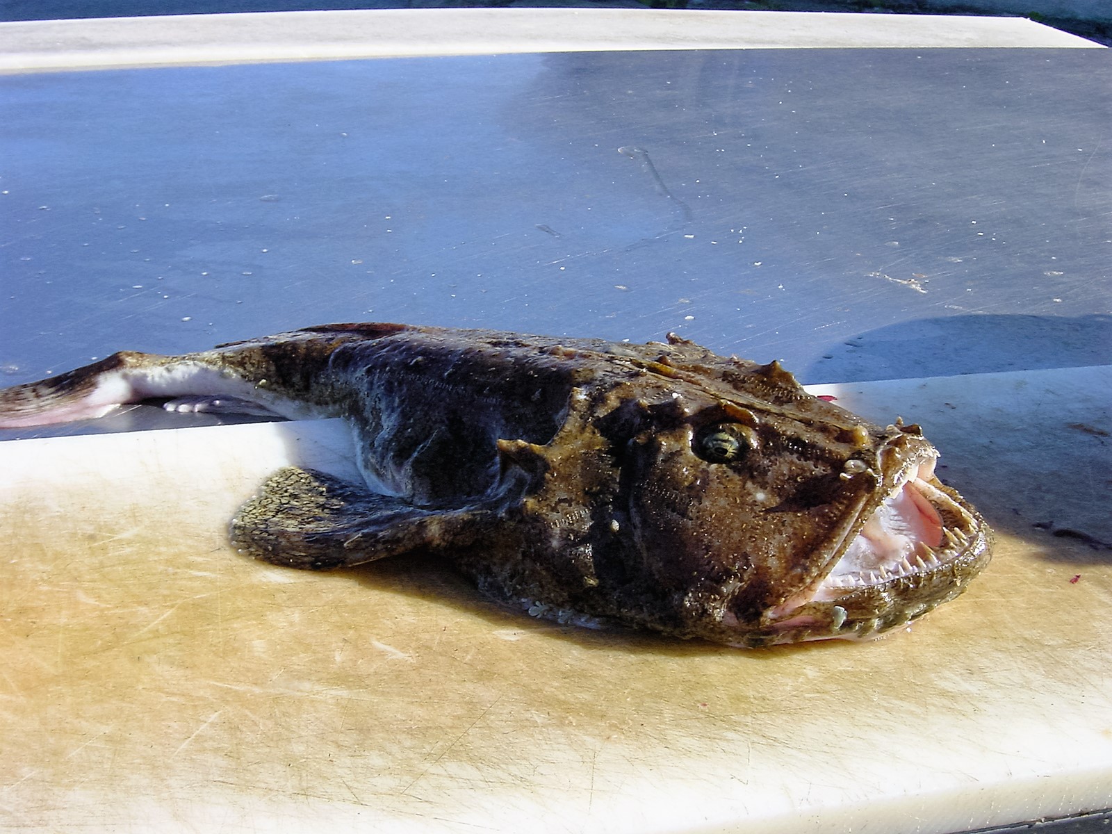 Fieggentrio: Zeeduivel (Lophius piscatorius)