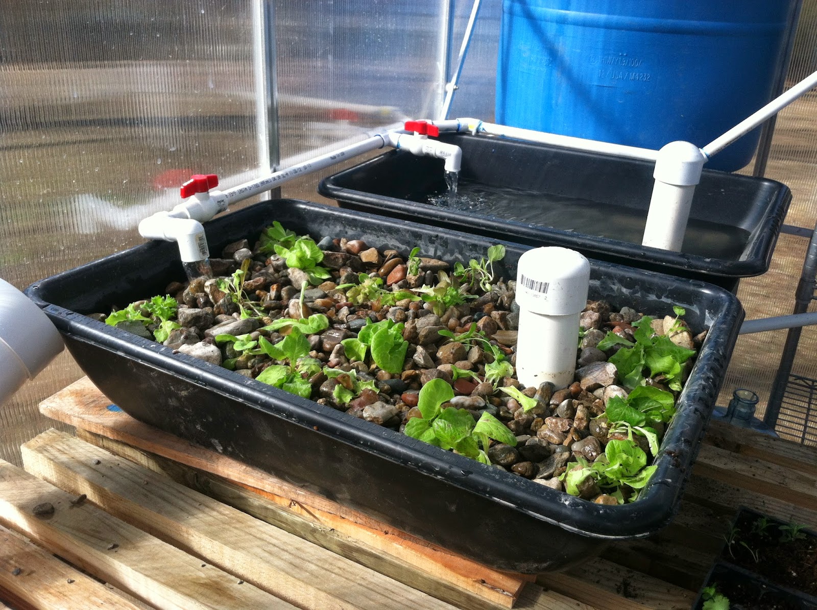 My Many Adventures: An Aquaponics Adventure