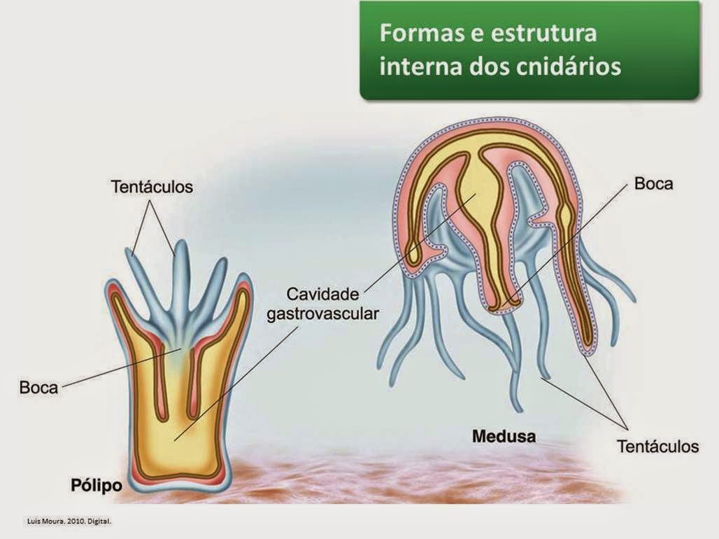 Biolugando: revisando poríferos & cnidários