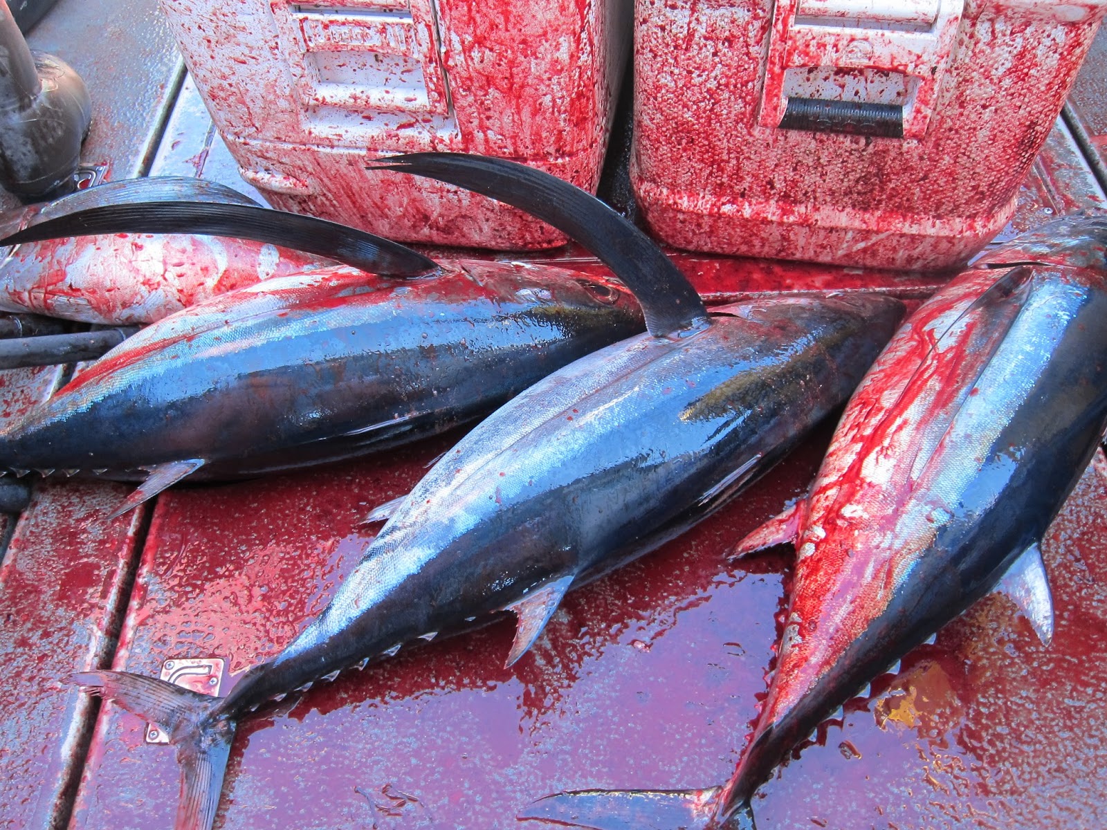 Todds Extreme Fishing: killing the tuna on live bait at ilwaco!