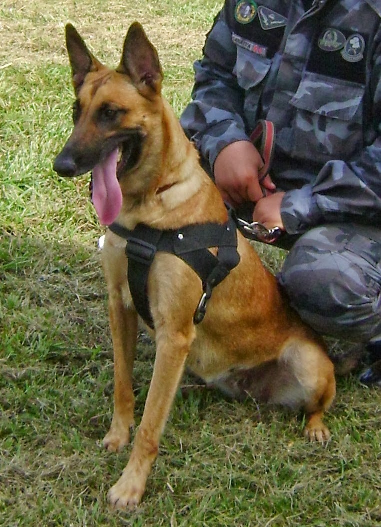 Canil BP Choque PMMA: Nosso Plantel