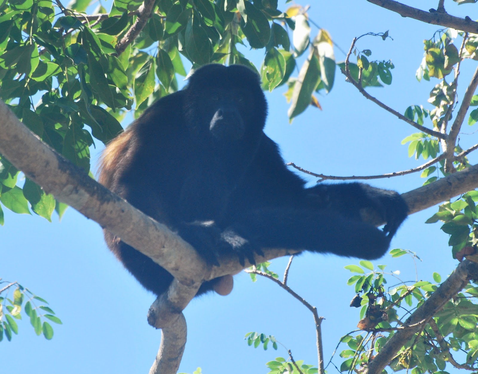 Jan Axel's Blog: An exotic bird and a native primate.