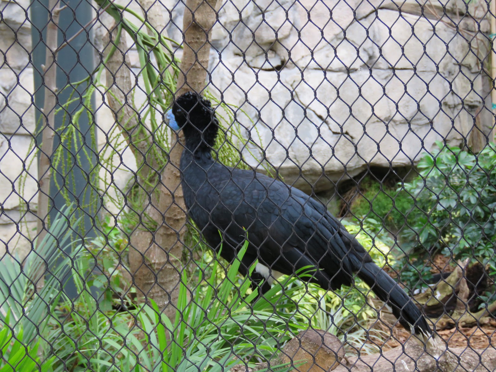 Bonao Internacional: EL PAJUIL COLOMBIANO , BELLEZA EXTREMA EN PELIGRO ...