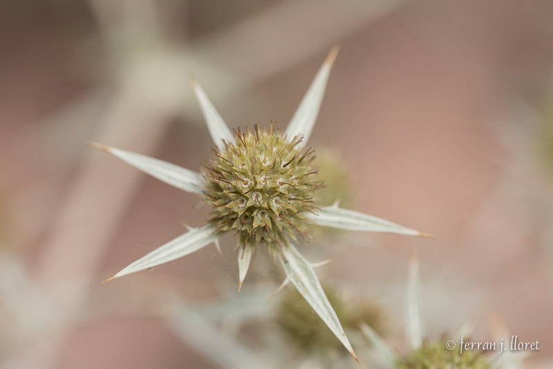 Flora de la Ribera d'Ebre: Panical