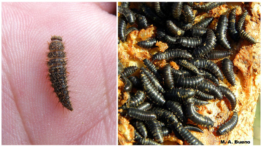 HUESCA Y LA SIERRA DE GUARA: INSECTOS DE LOS CADÁVERES - INSECTS OF THE ...