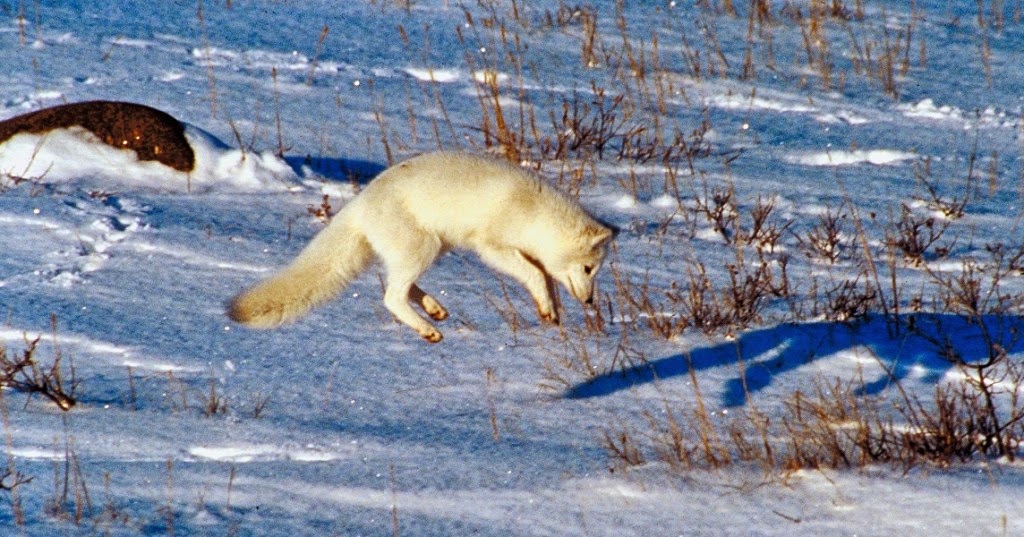 Coffee with the Hermit: The Snow Diving Fox...!