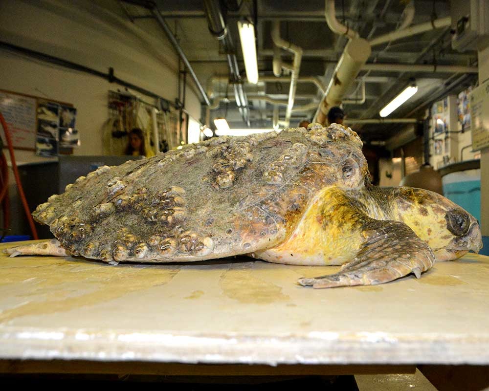 Sea Turtle Hospital: Nine Sea Turtles Admitted in the Last Month
