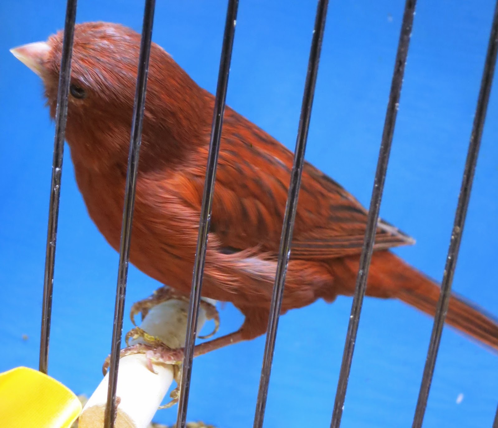 Canary Tales: Florida Canary Fanciers Part 5 New Color Division Judged ...