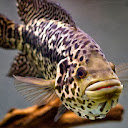 Exotic Freshwater and Saltwater Fishes