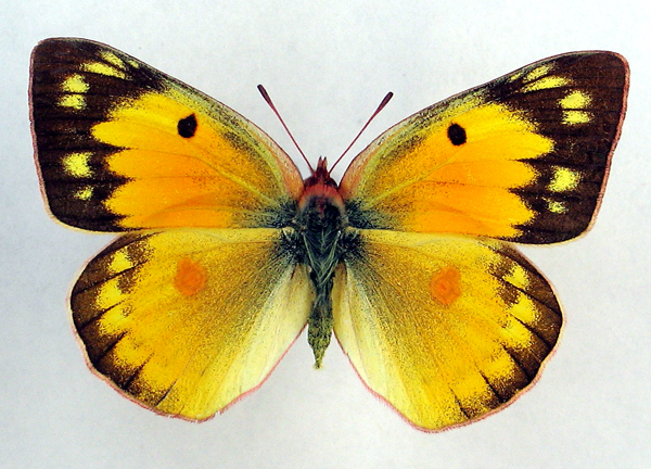 Orange Sulfur Butterfly - Insects Morphology