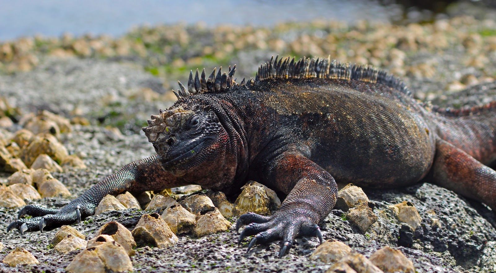 Nature Photography: Galapagos Reptiles & Turtles