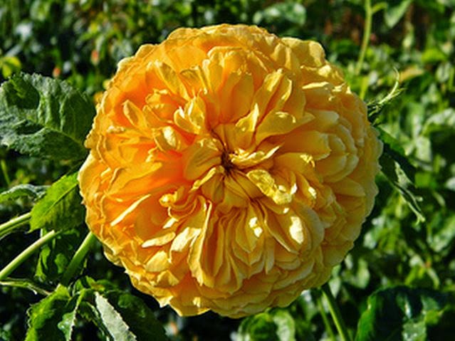 Borneo Island, Awaken To A Different World: Rosa 'Leah Tutu' Rose