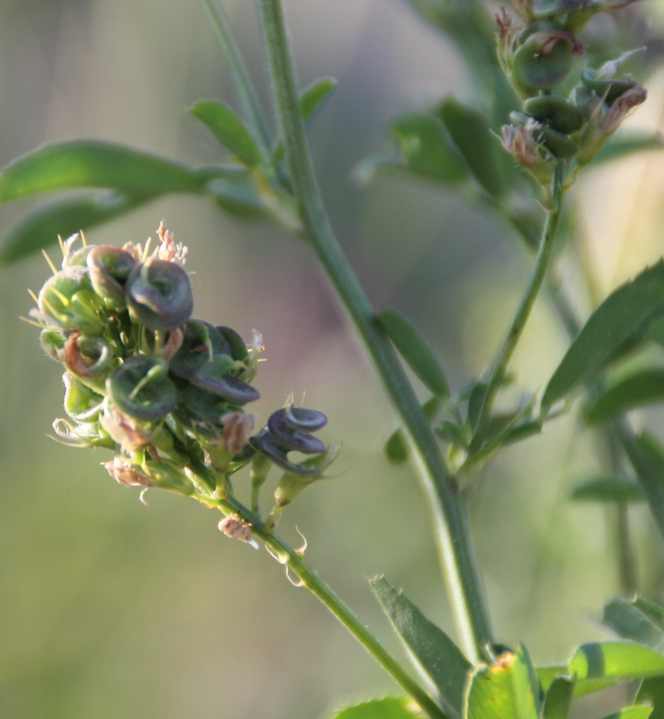 Les plantes de Torrelles: Medicago sativa
