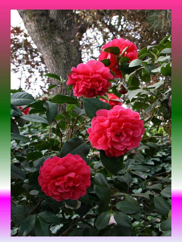 PLANTAS MÁGICAS: El TÉ, PLANTA MÁGICA Y MEDICINAL