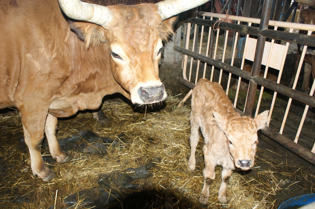Nasceu um vitelo!!! | Plantas aromáticas, medicinais e condimentares