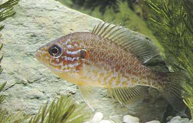 El Gallipato Alcublano: El perca sol (Lepomis gibbosus) (Linnaeus 1758)