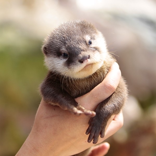 Cute!: Who wants to see pictures of baby otters?