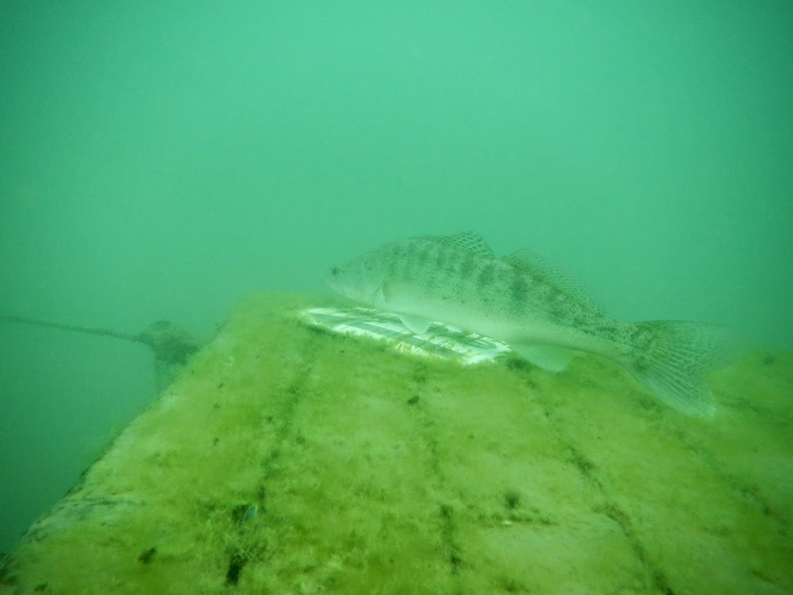 UEF blog: Hazai pálya: a dorogi Palatinus-tó