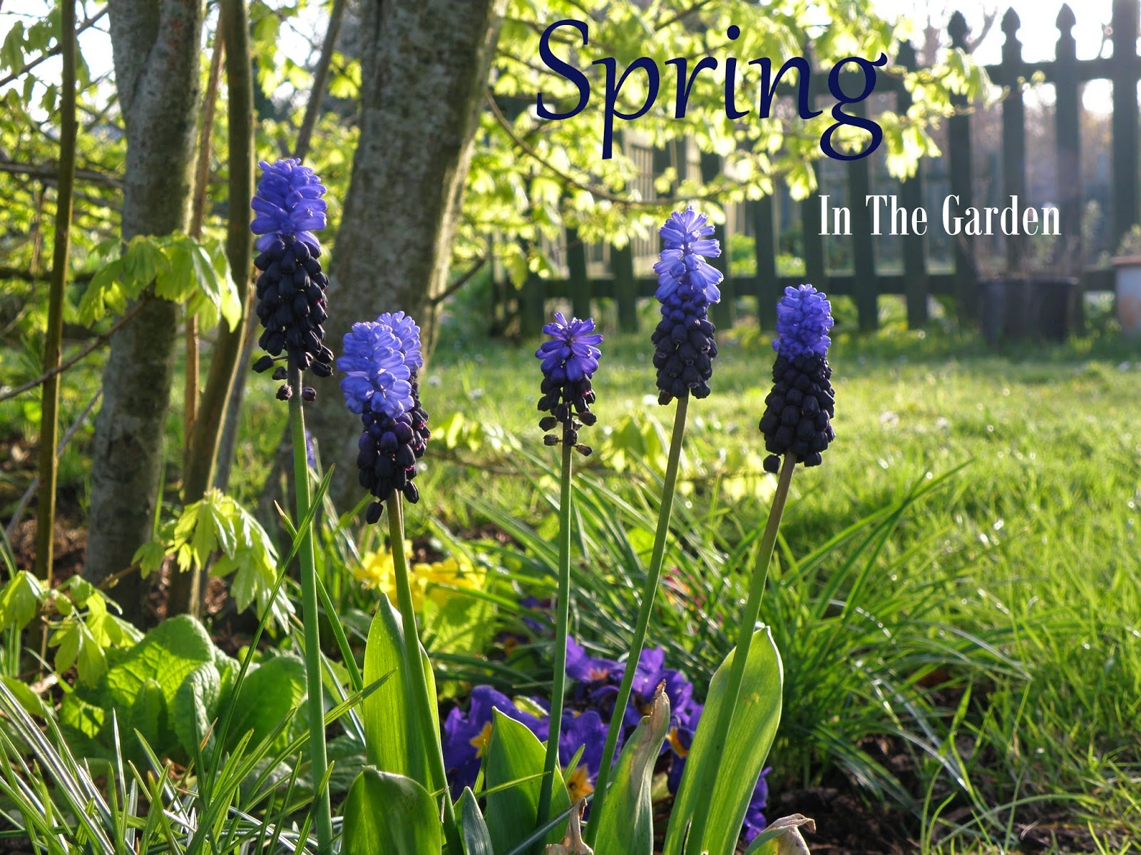 April Flowers - Kilcoan Gardens