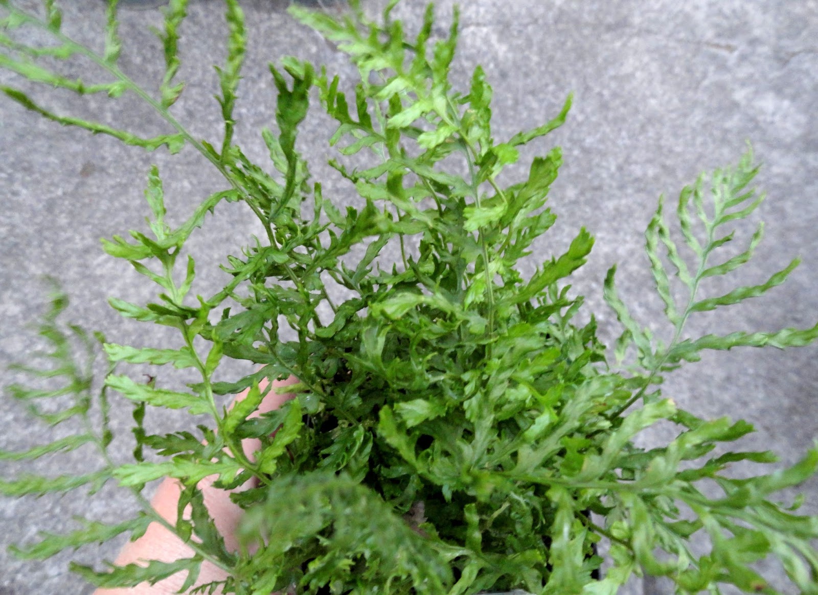 danger garden: Building a fern table: watching the professional in ...