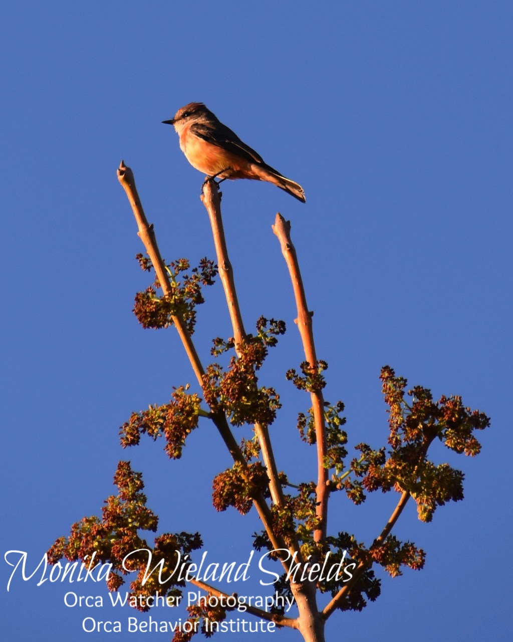 Orca Watcher: Birding Around the Phoenix Area