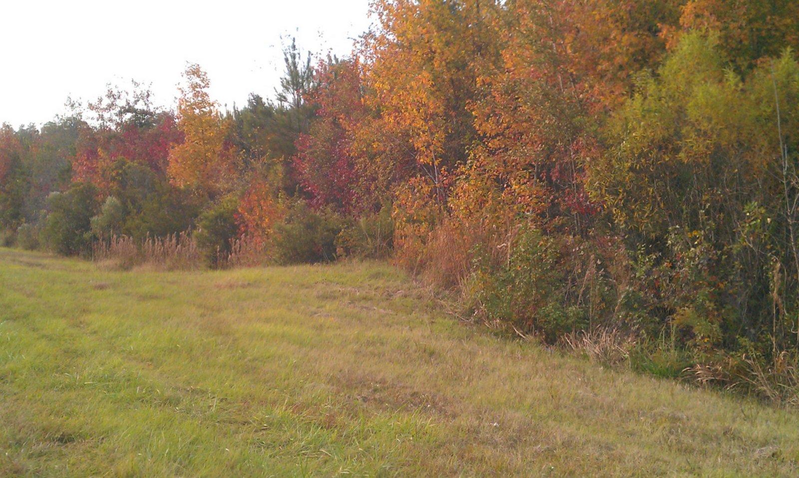 Some Fall Colors Leaving Charleston