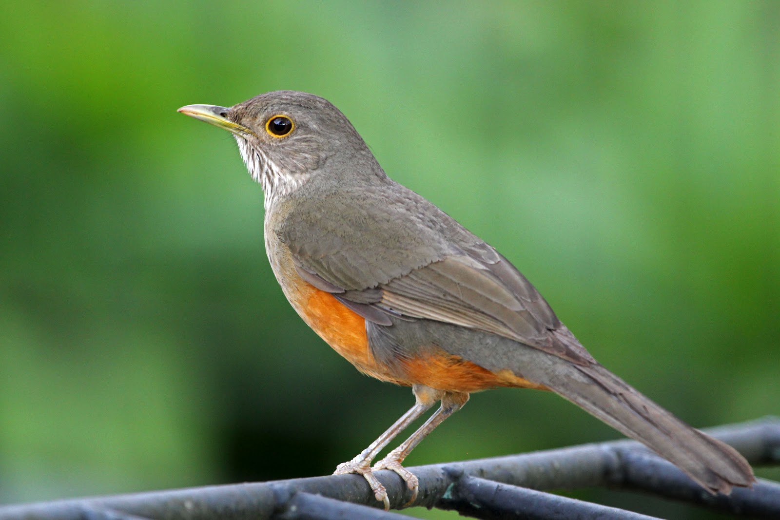 Blog do Gerê: Ave ou Pássaro?