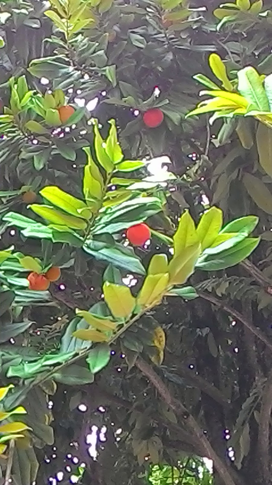 RosliThnin: Buah Mentega Ayer Merbau Melaka