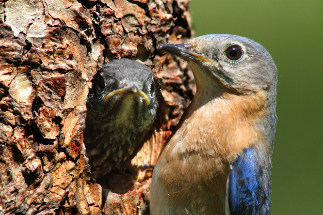 Steve Byland Nature Photography: How To Build A Natural-Looking Birdhouse