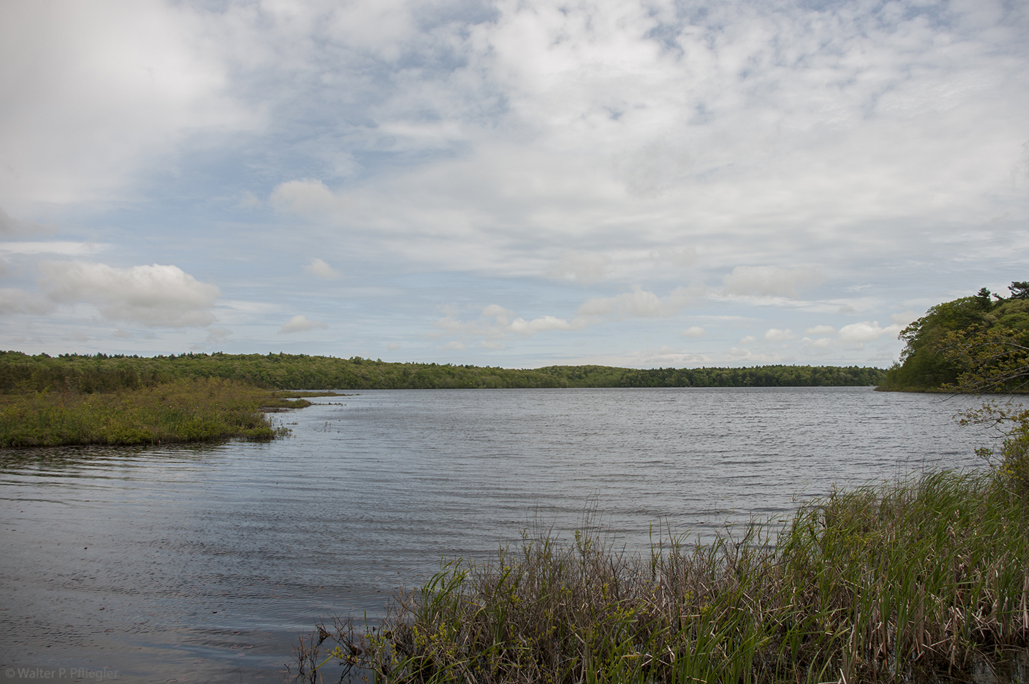 Nature photos from an Amateur Naturalist: Ponkapoag Bog, USA (Ponkapoag ...