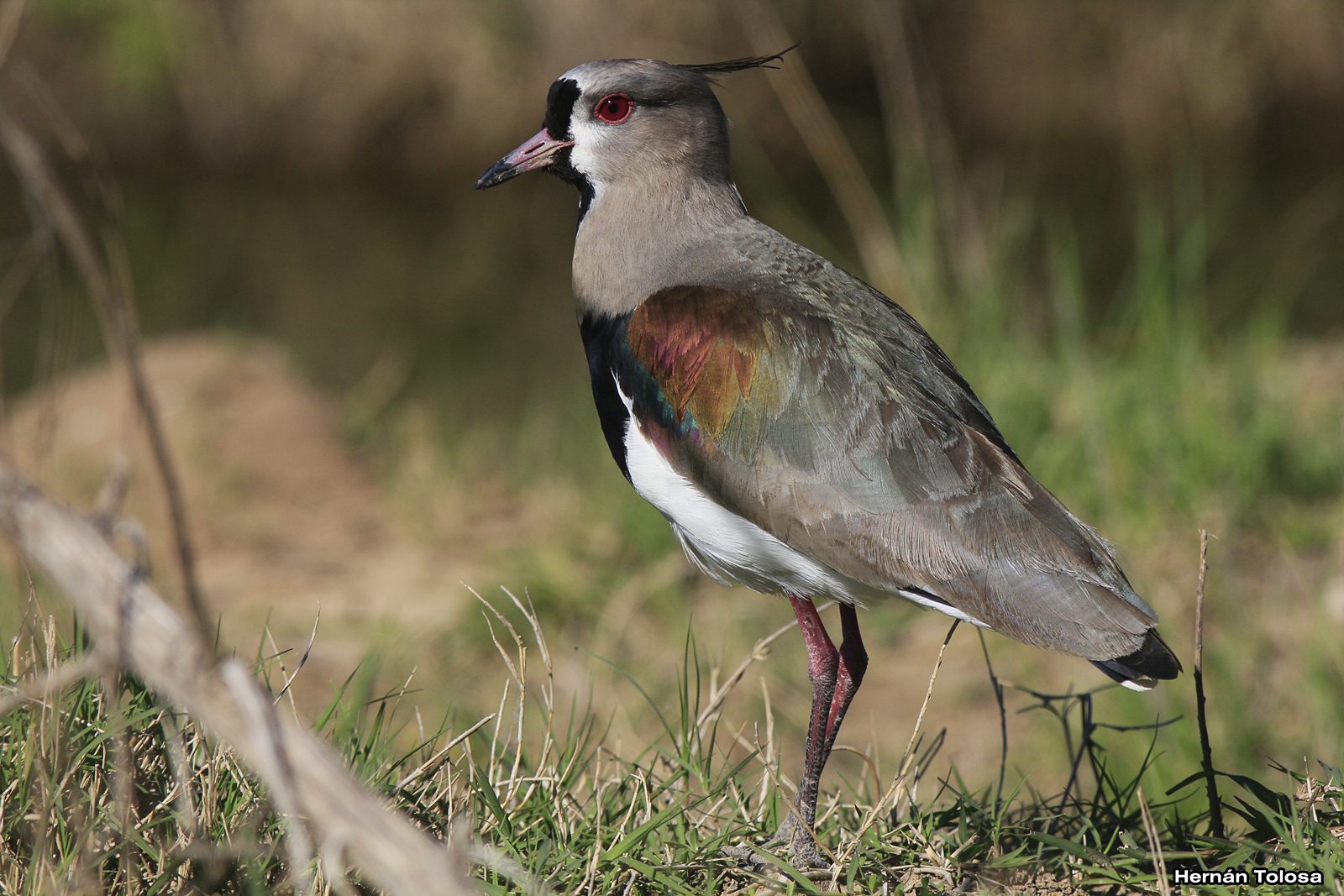 Aves de Argentina: Temporada de cría de teros