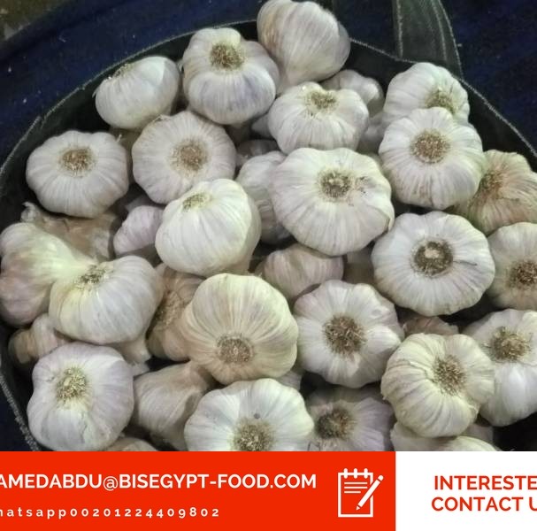 garlic export from pakistan