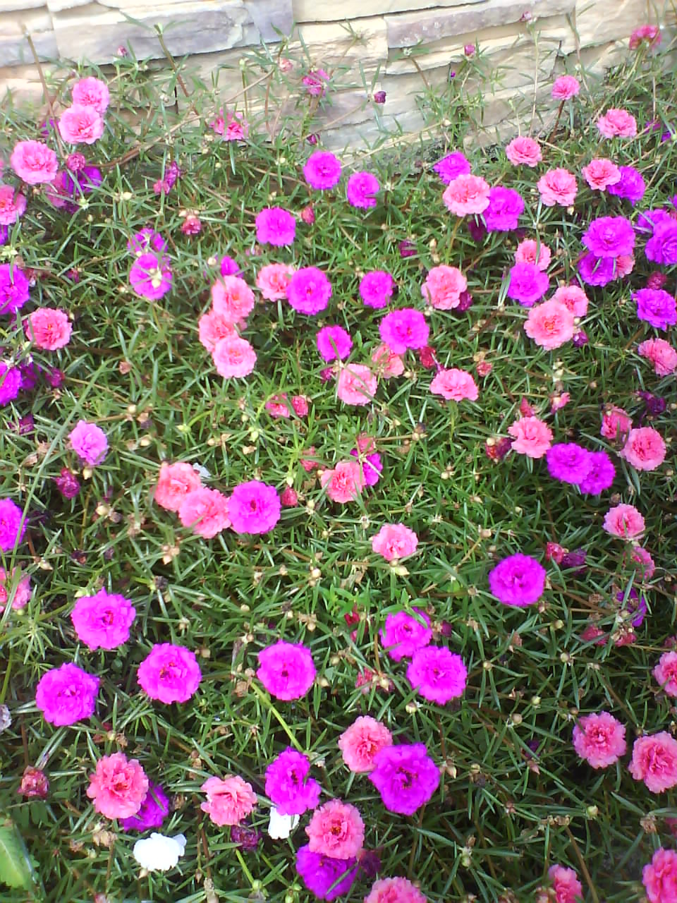 AWNAD HOMEBAKED: BUNGA PUKUL 10 PAGI