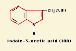 PERAN HORMON TUMBUHAN - Biology Page