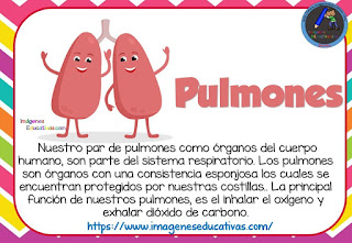 SGBlogosfera. María José Argüeso: CONOCEMOS NUESTROS ÓRGANOS