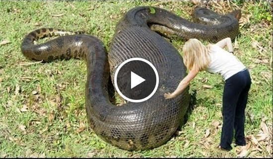 snakes are elongated legless carnivorous reptiles of the suborder ...