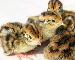 Codornas: Tudo Sobre Codornas