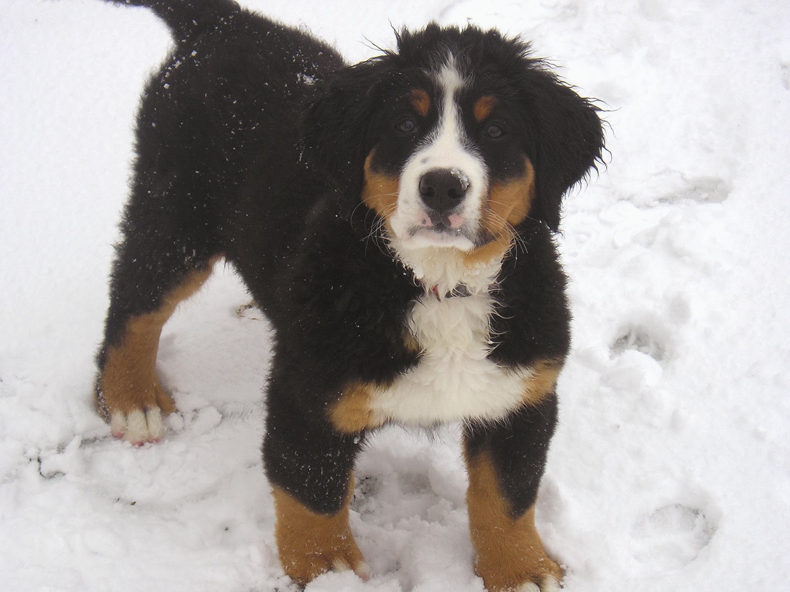 My K-9 Breeds Info: January 2014