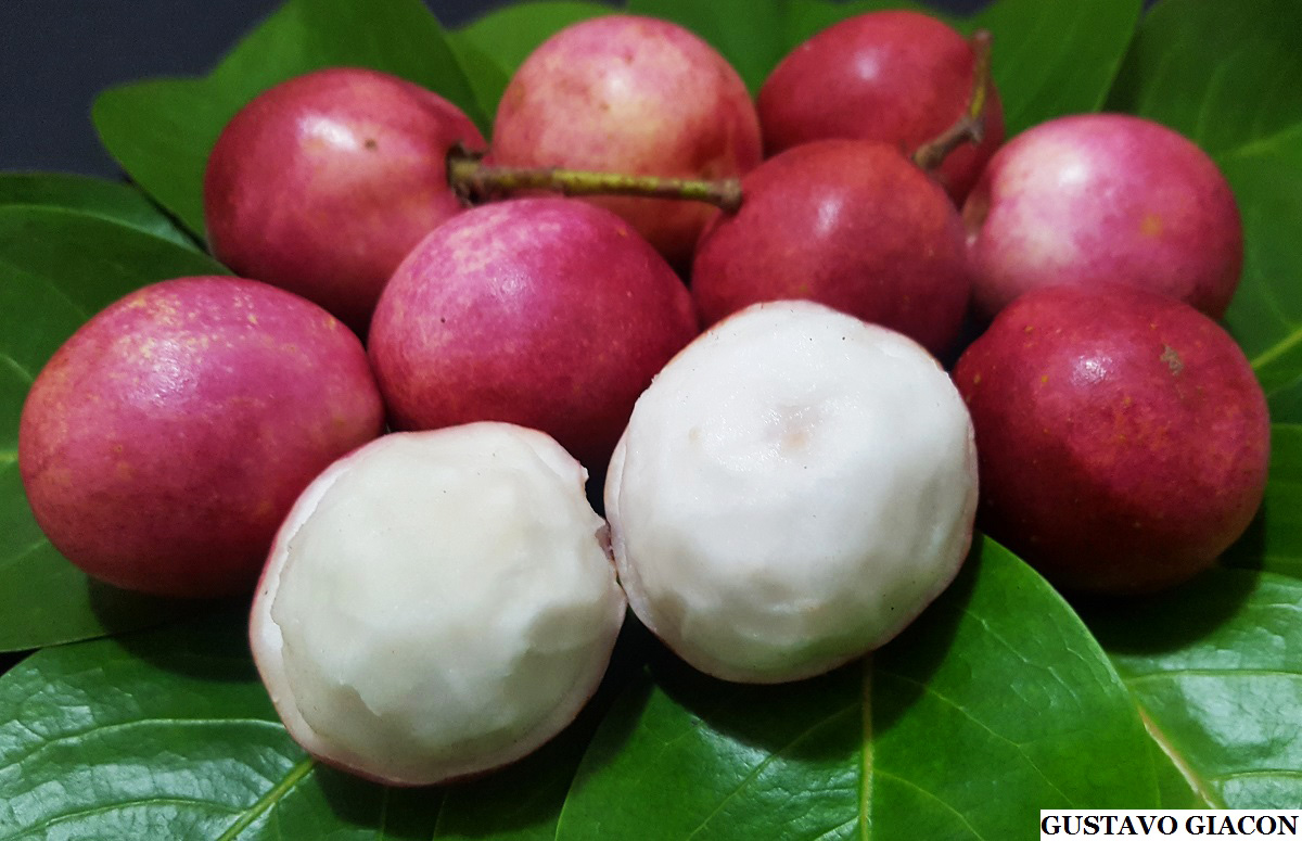 Viveiro Ciprest - Plantas Nativas e Exóticas: Ajuru Vermelho ou Icaco ...