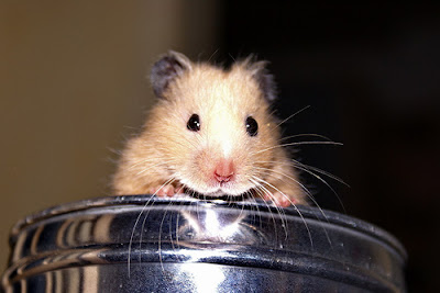 Understanding Hamster Behavior | Our Pets, We Love 'Em