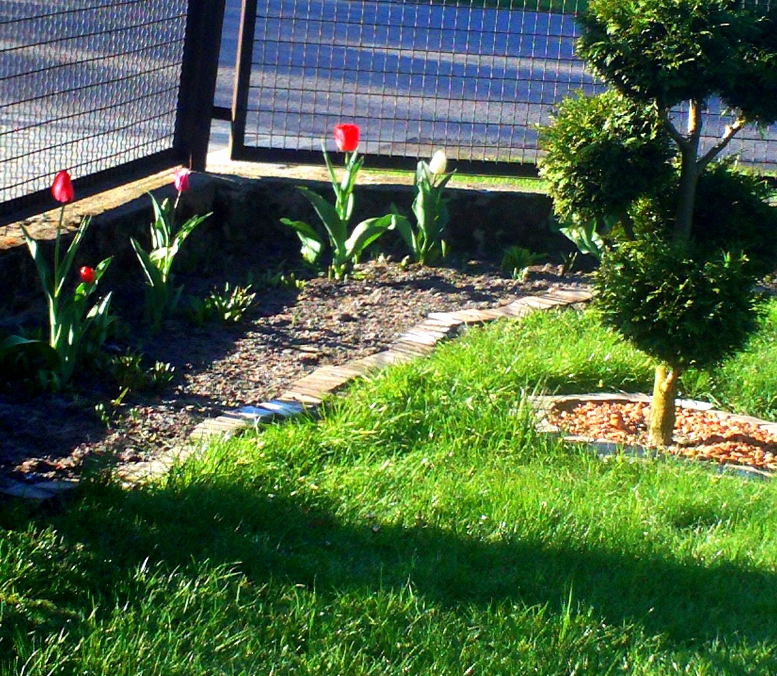 Rarossa: WIOSNA W OGRODZIE