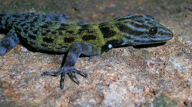 The Amazing Gecko: 20 Interesting Facts about the World’s Most Species ...