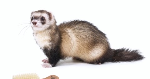 Ferret farm