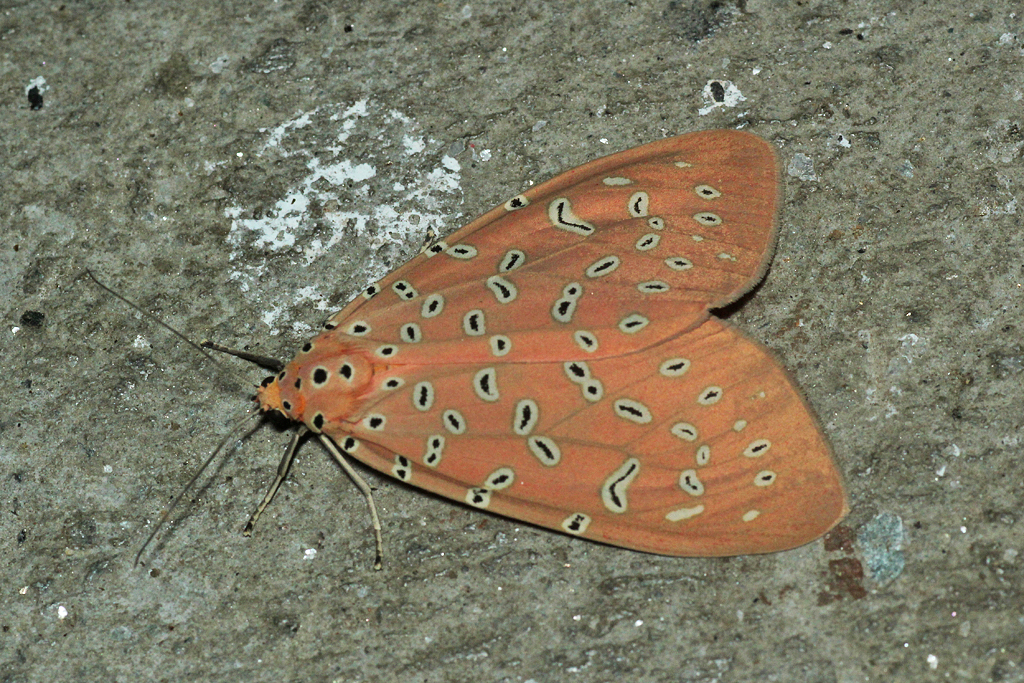Glamorgan Moth Recording Group: April 2012