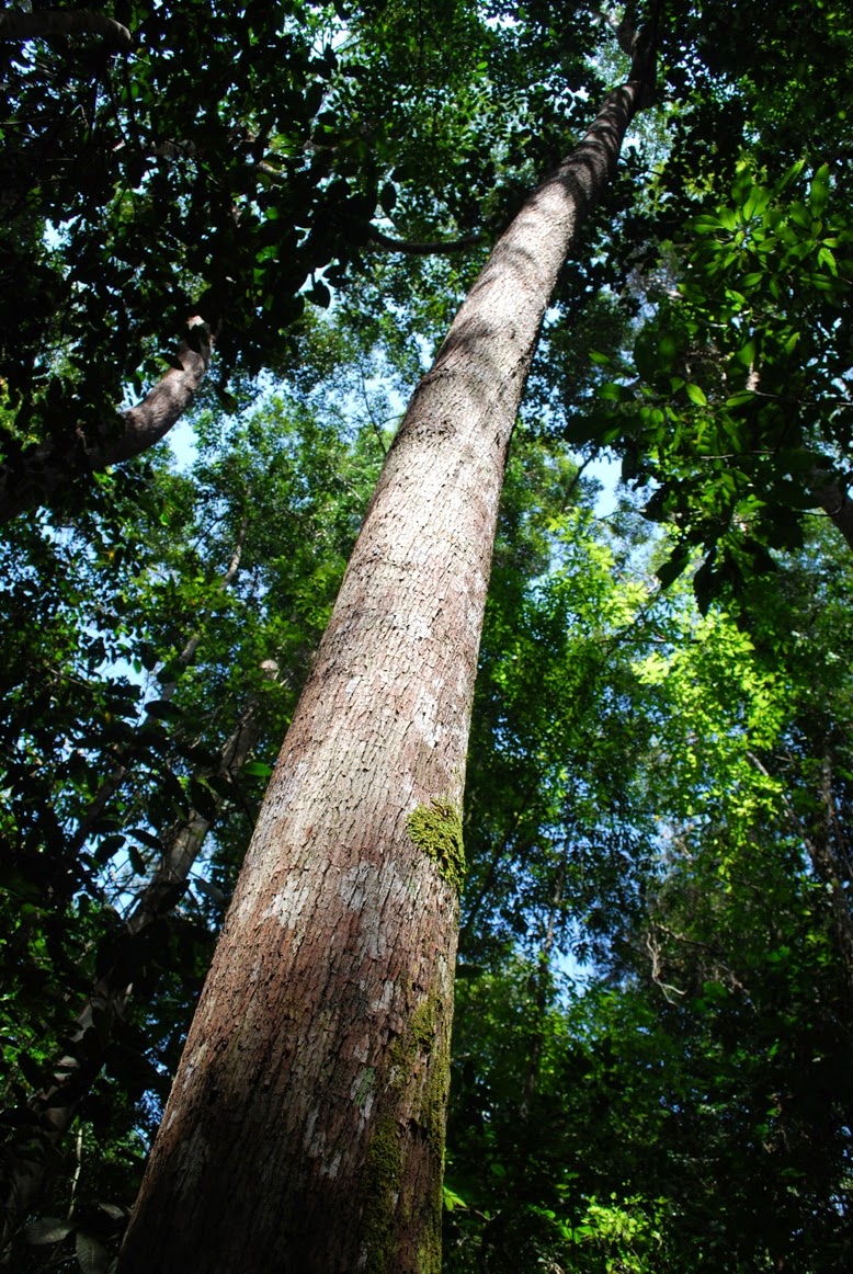CIVIL ENGINEERING: Kayu Meranti