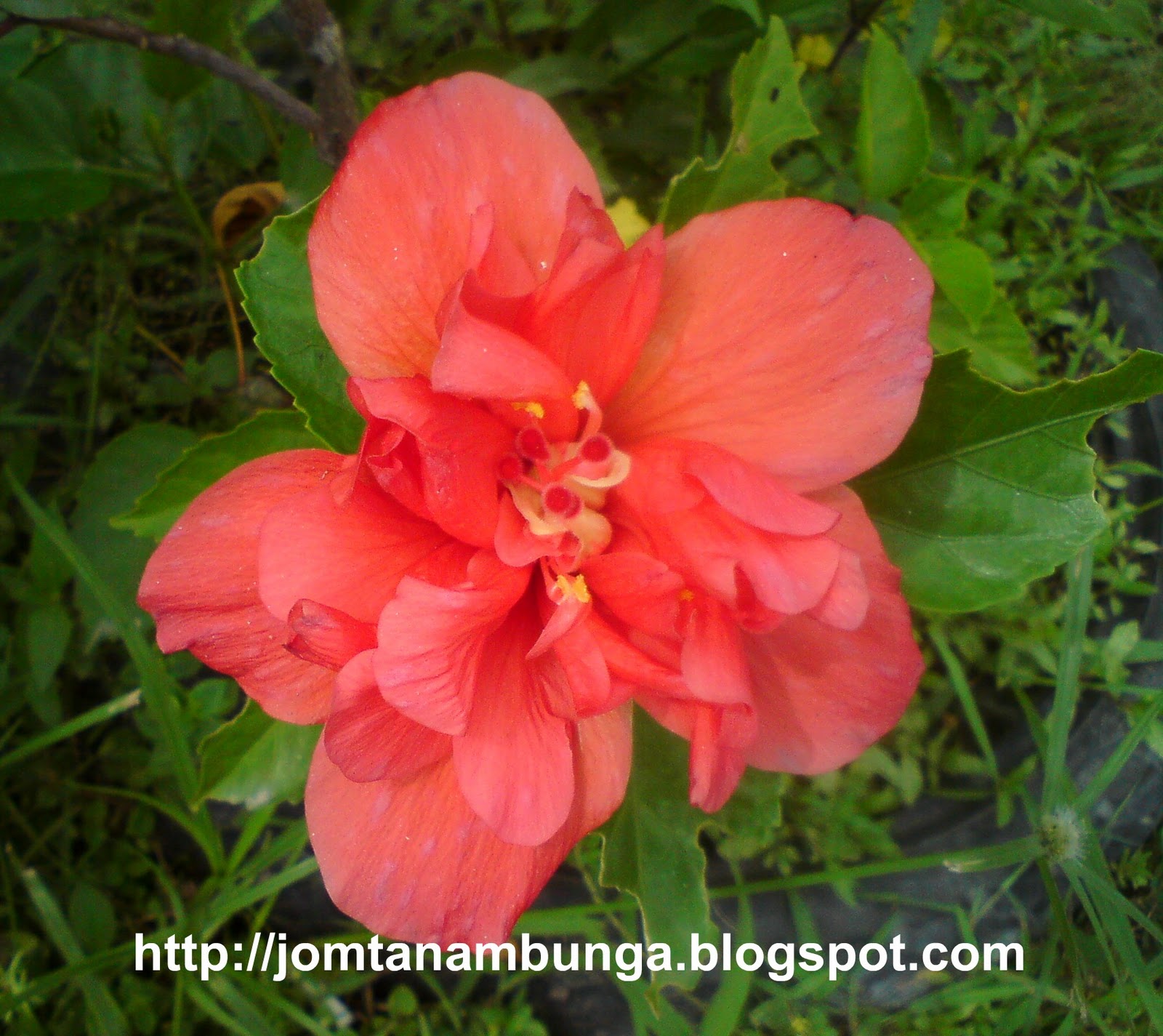 JENIS-JENIS BUNGA: Bunga Besar