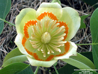 pollinator gardens: Kathy's Grove: a Pollinator Garden from the ground ...