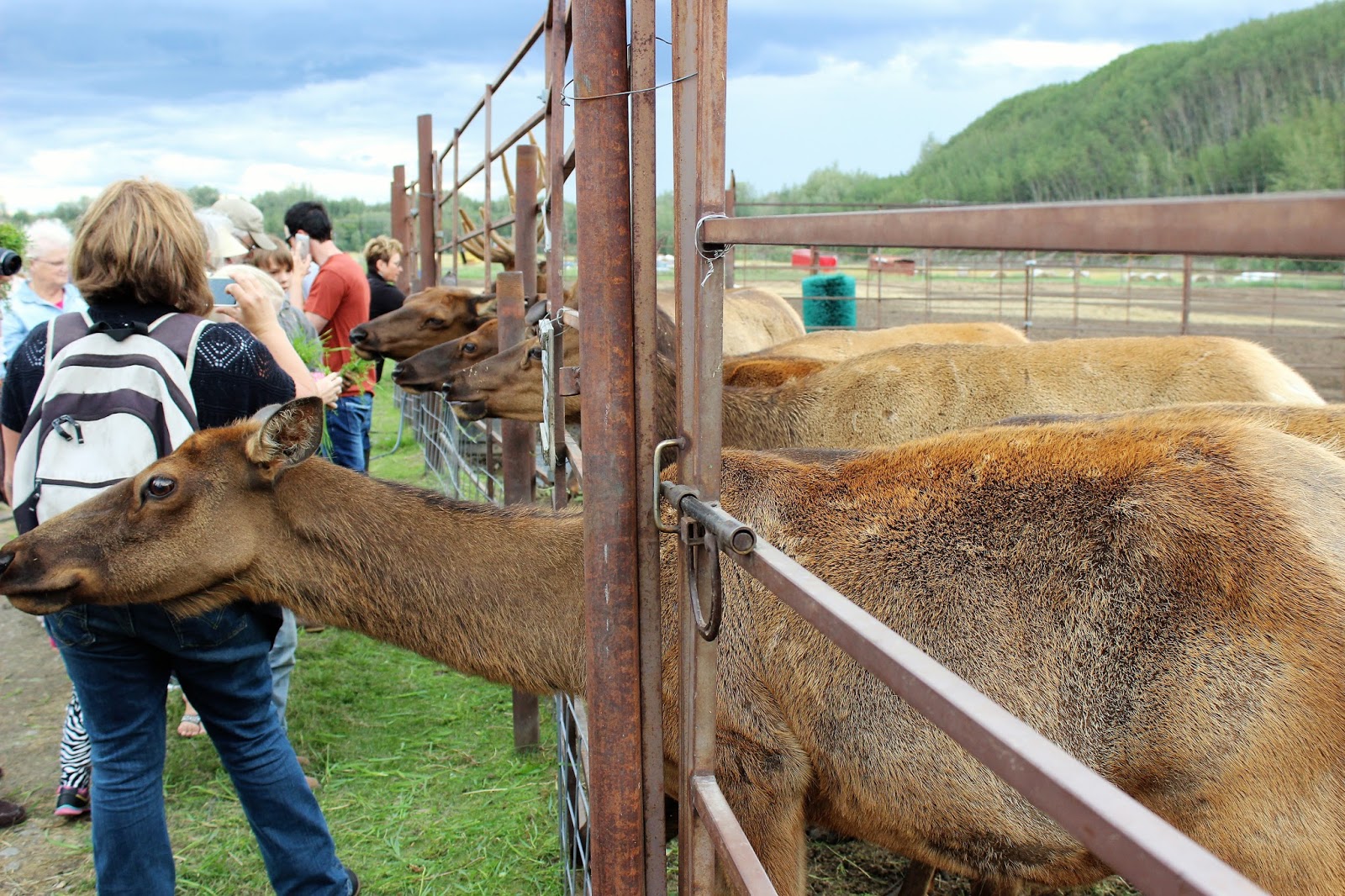 Souvenir Chronicles: ALASKA! A MUSK OX FARM AND A REINDEER RANCH