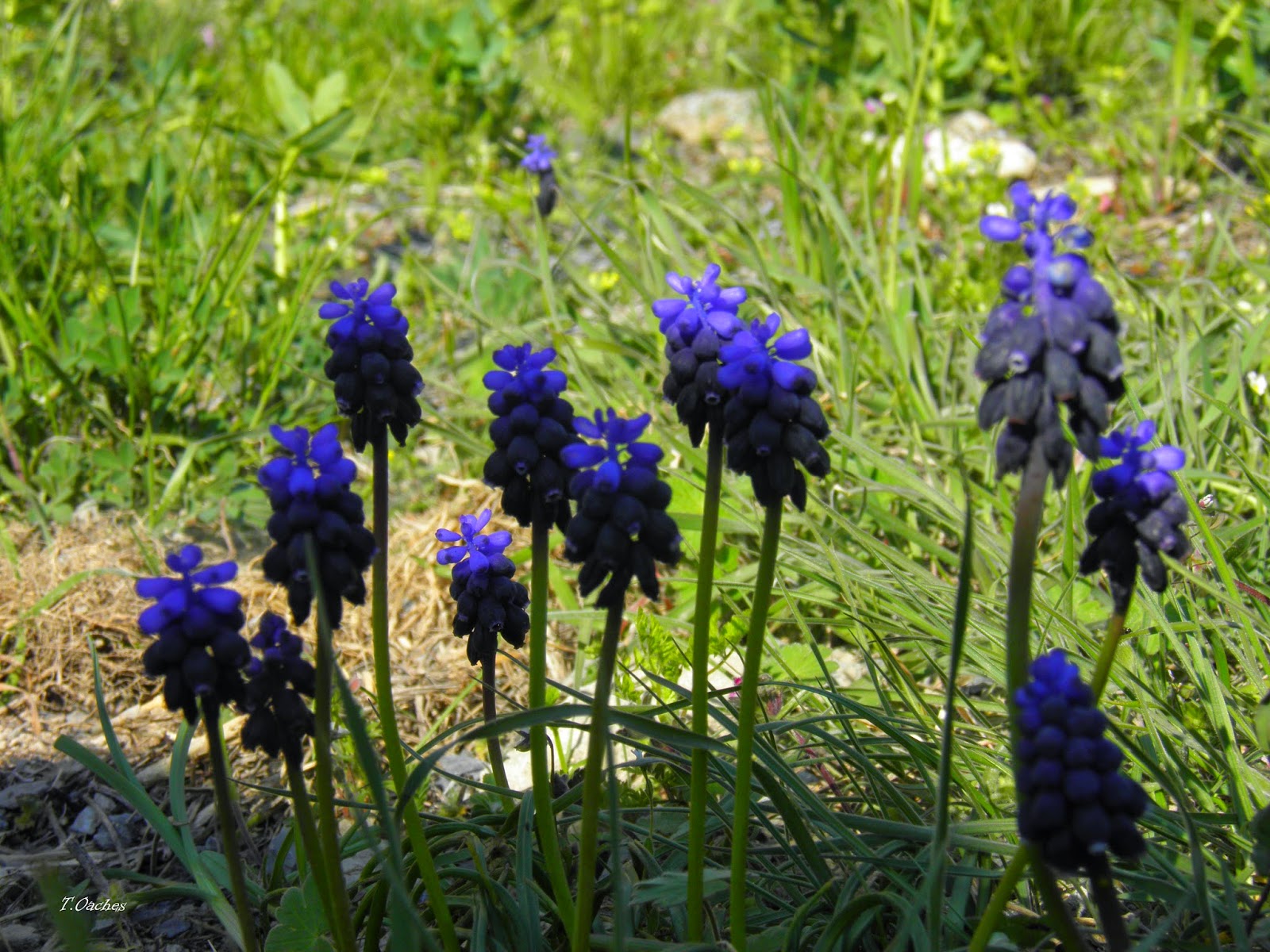 PASARI DIN ROMANIA: PLANTE SALBATICE (4), Flori albastre, mov si liliachii