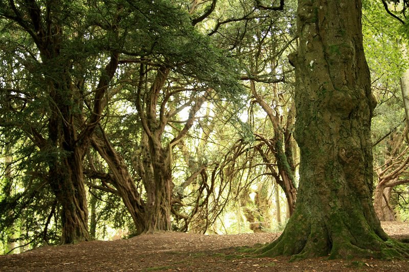 Land of the Fae: Roslin Glen and the Rose Line